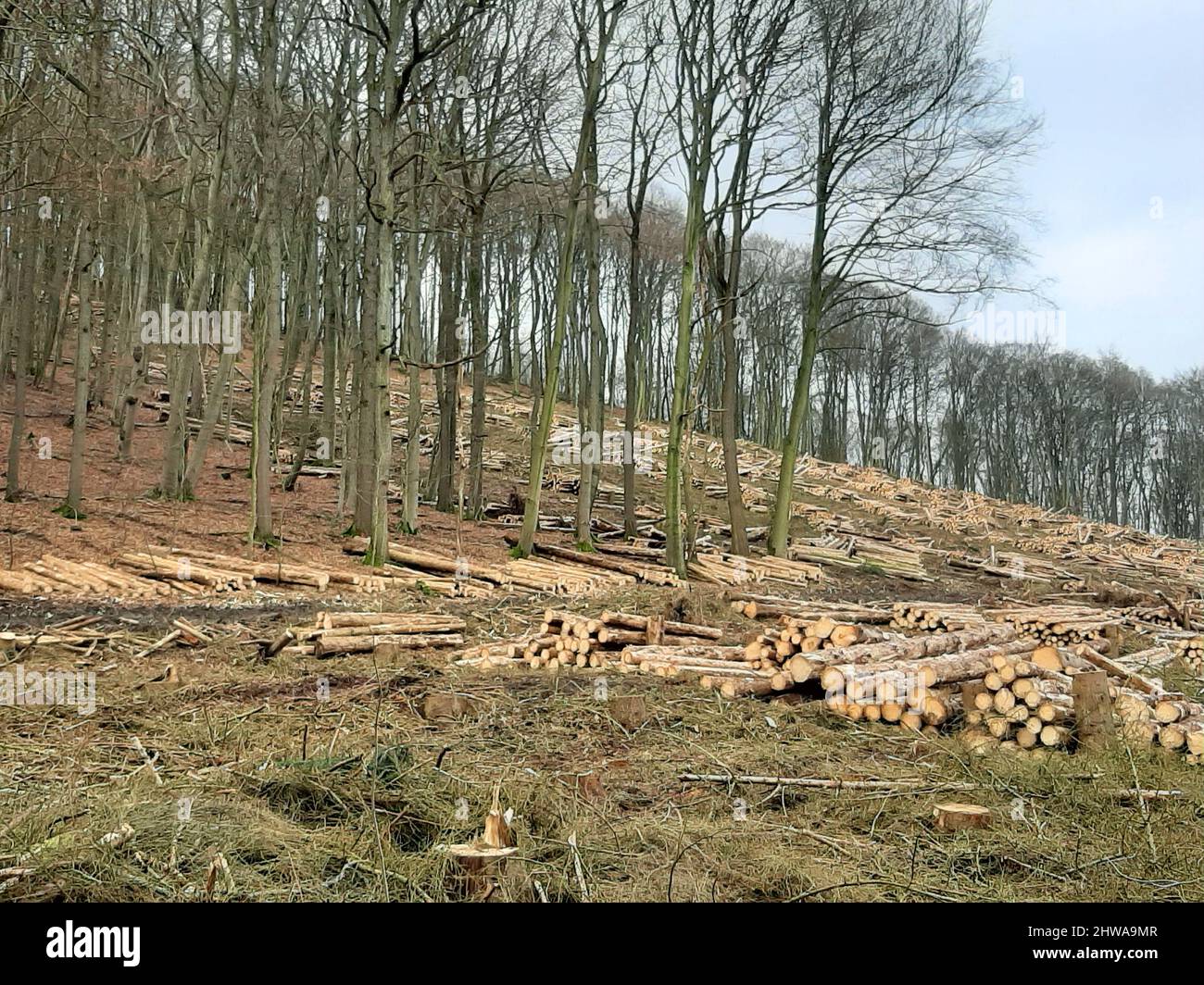 Norway spruce (Picea abies), deforested area with scuffled trunks on a ...