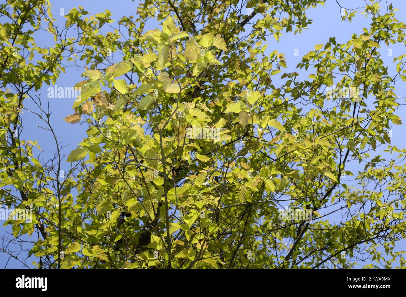 Hornbeam maple (Acer carpinifolium), branches Stock Photo - Alamy
