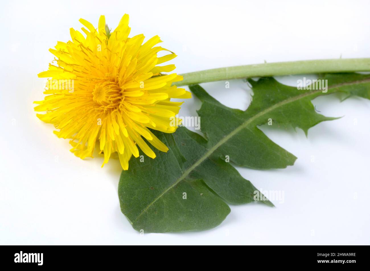 common dandelion (Taraxacum officinale), flower and leaf, cut-out Stock ...