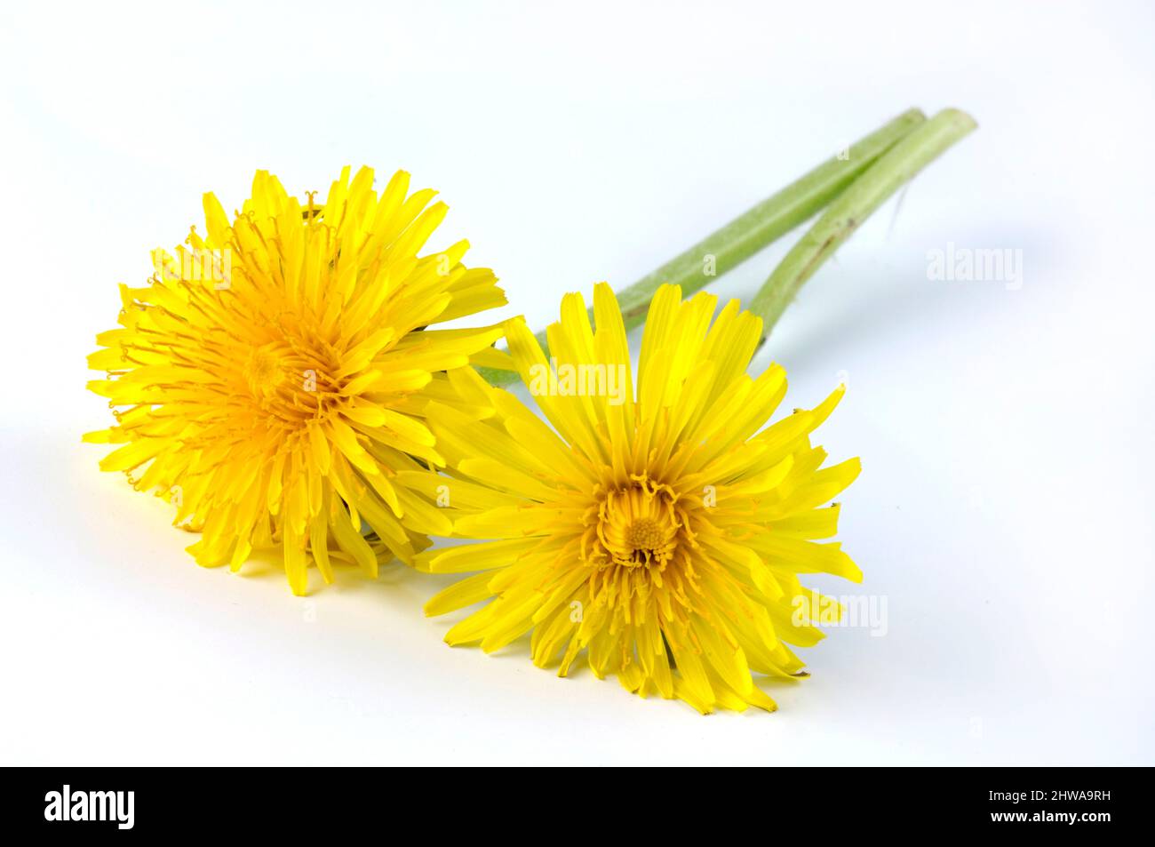 common dandelion (Taraxacum officinale), two flowers, cut-out Stock ...