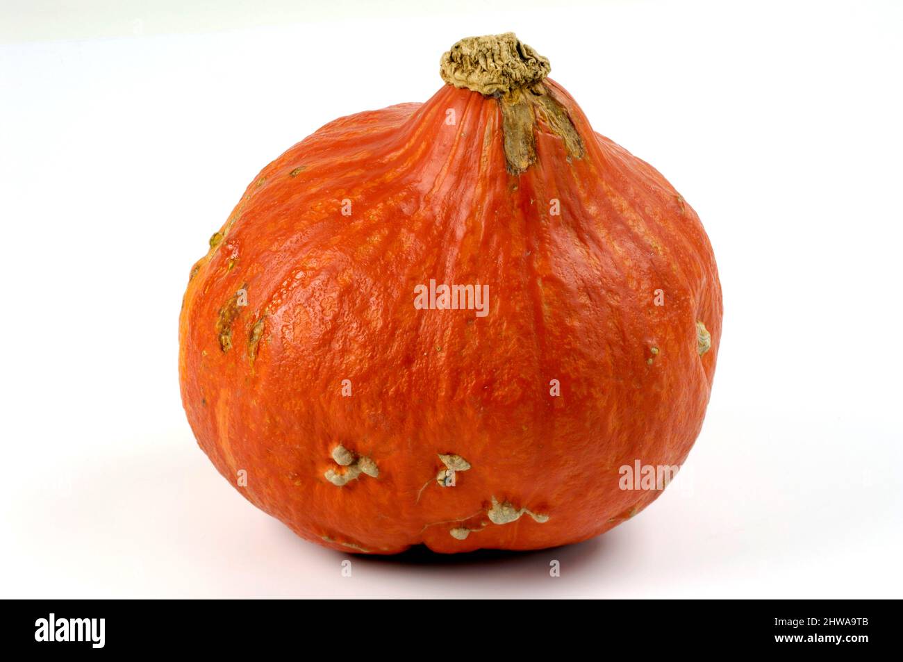 Red kuri squash, Hokkaido squash, Hokkaido, Red kuri squash (Cucurbita ...