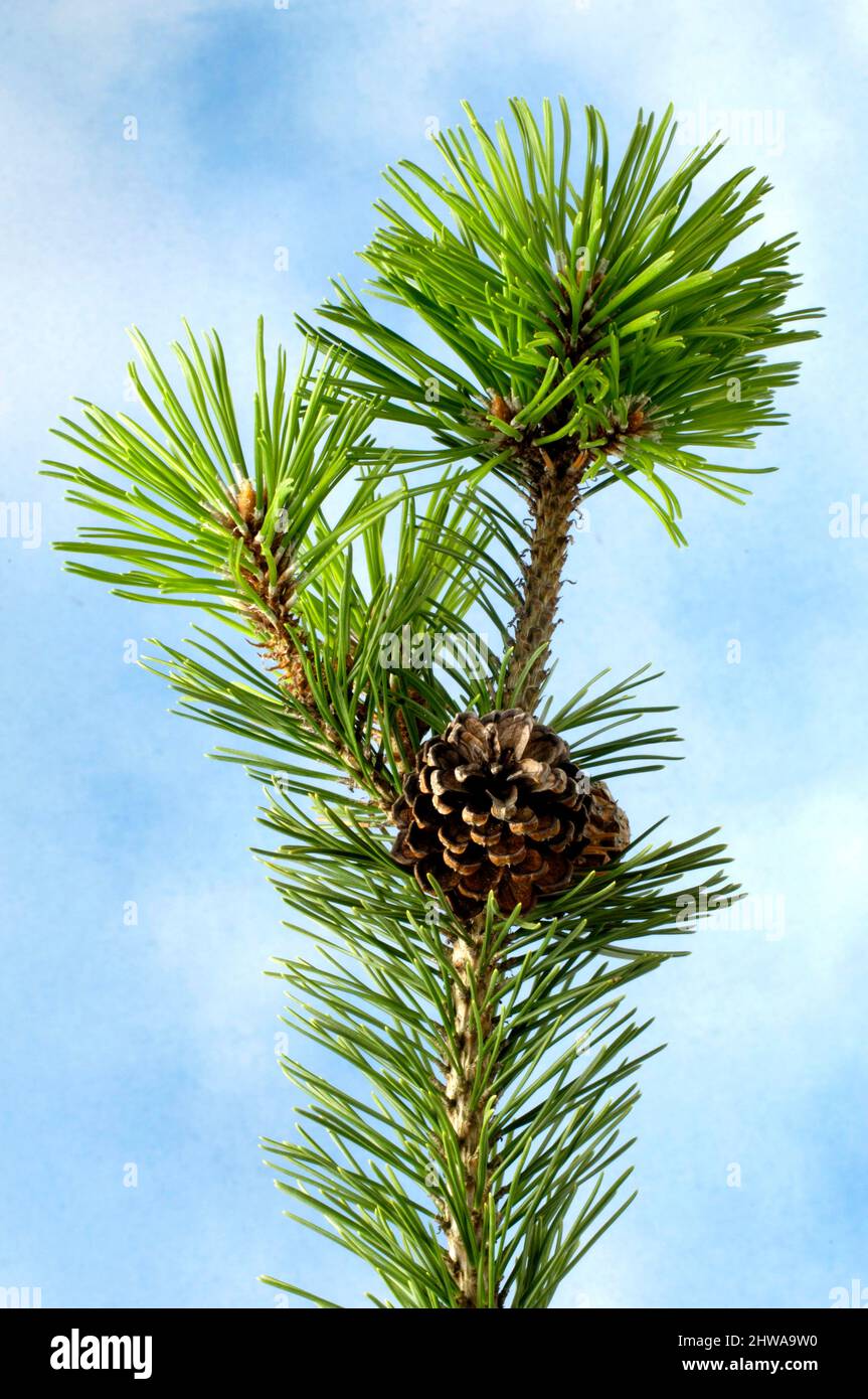 Mountain pine, Mugo pine (Pinus mugo), branch against blue sky Stock ...