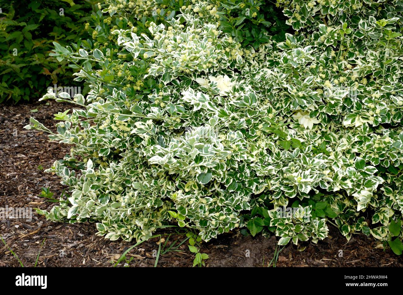 Euonymus fortunei ‘emerald gaiety’ hi-res stock photography and images ...