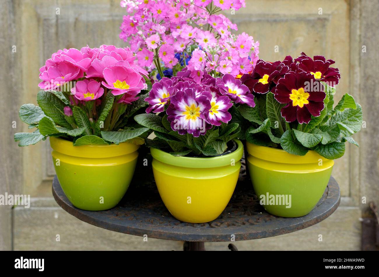 true English primrose (Primula acaulis, Primula vulgaris), pot plants ...
