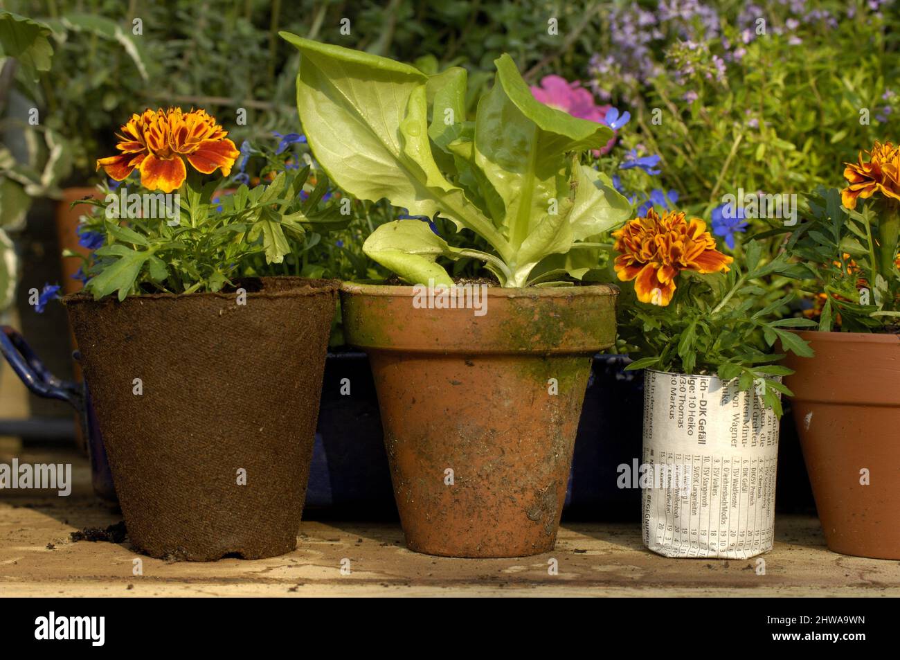 Vegetables and marigold in pots, Germany Stock Photo - Alamy