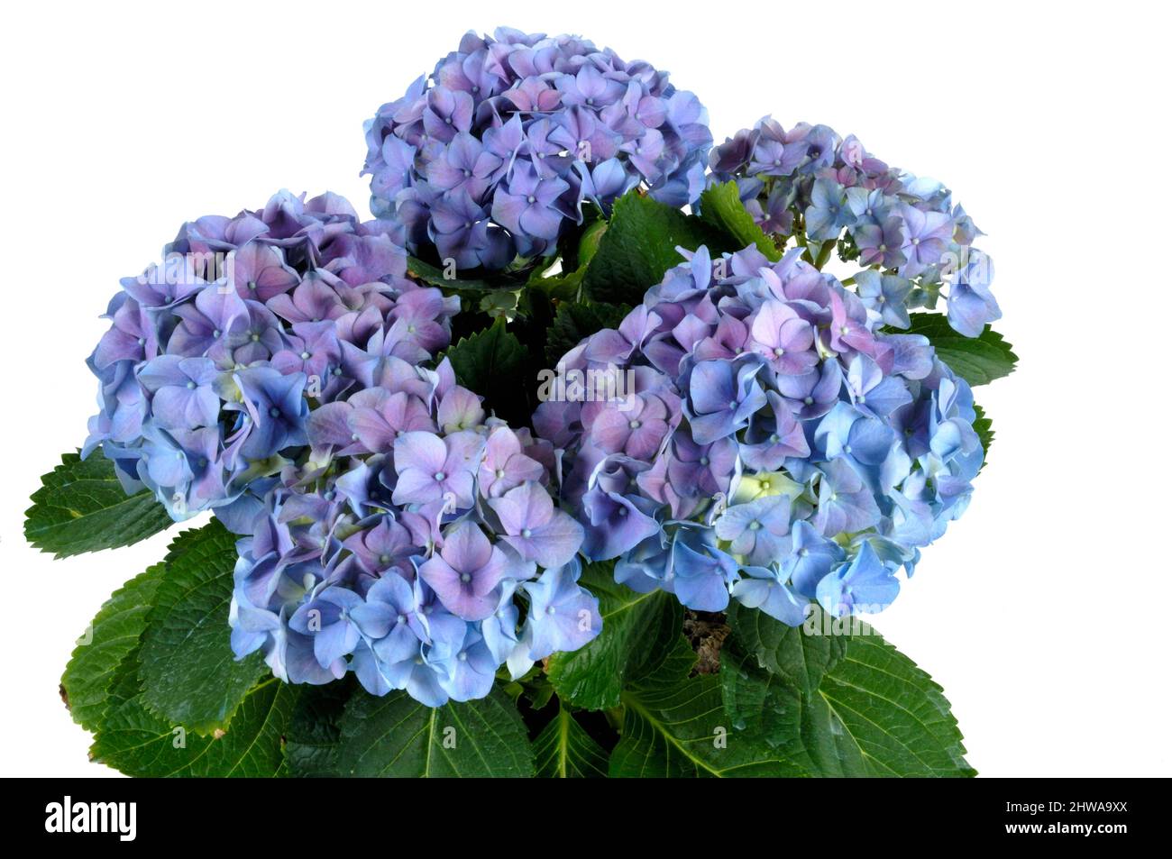 Garden hydrangea, Lace cap hydrangea (Hydrangea macrophylla), potted ...