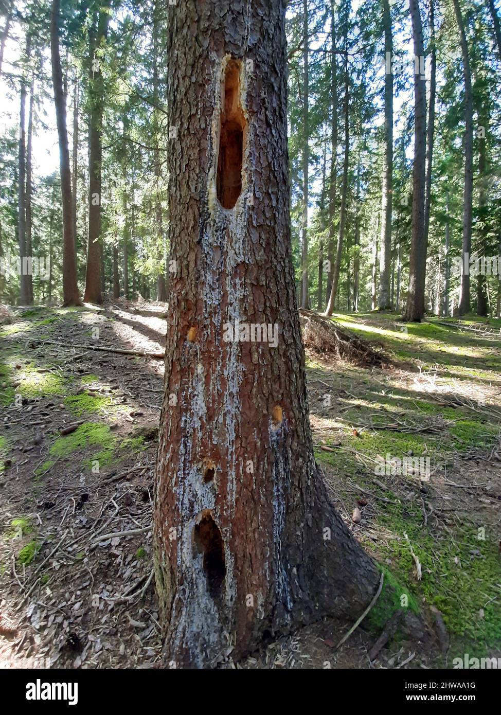 black woodpecker (Dryocopus martius), cavity with resin in a pine tree ...