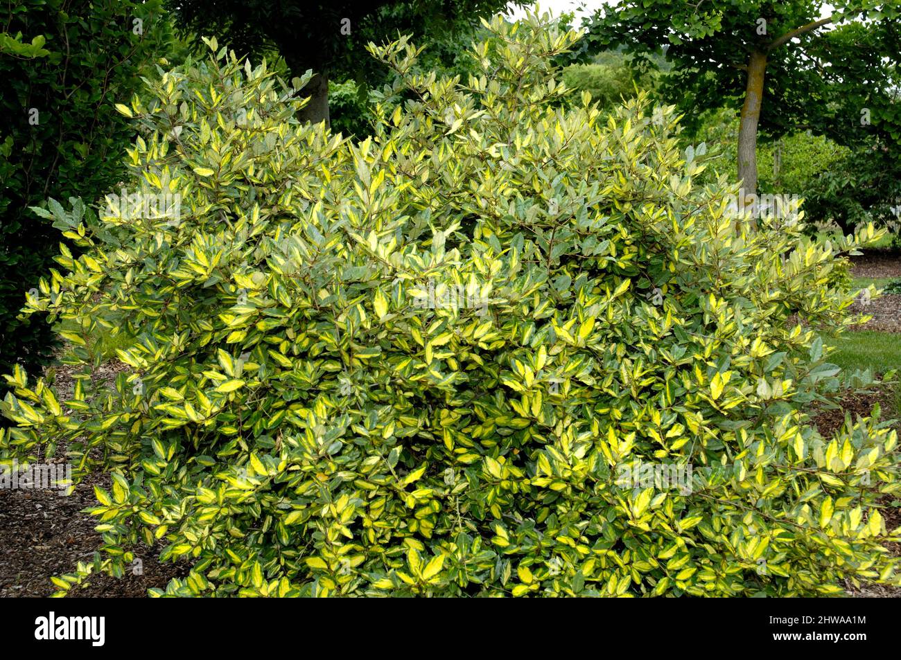 Elaeagnus pungens 'maculata' hi-res stock photography and images - Alamy