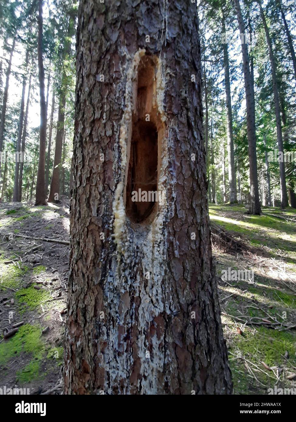 Woodpecker holes in pine tree hi-res stock photography and images - Alamy