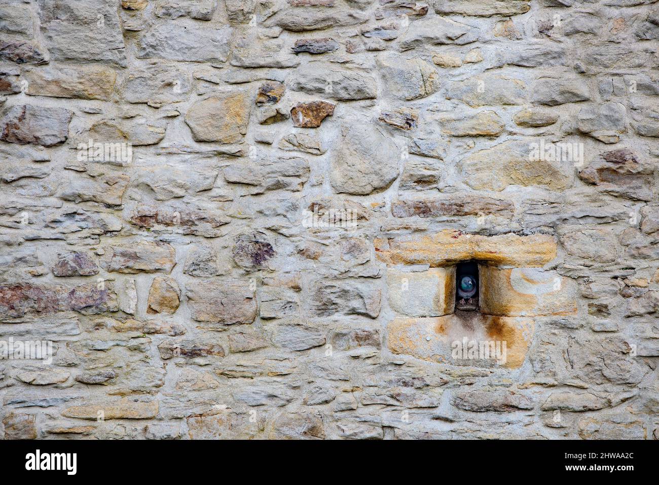 wood pigeon (Columba palumbus), perched in a wall slit, Germany Stock ...