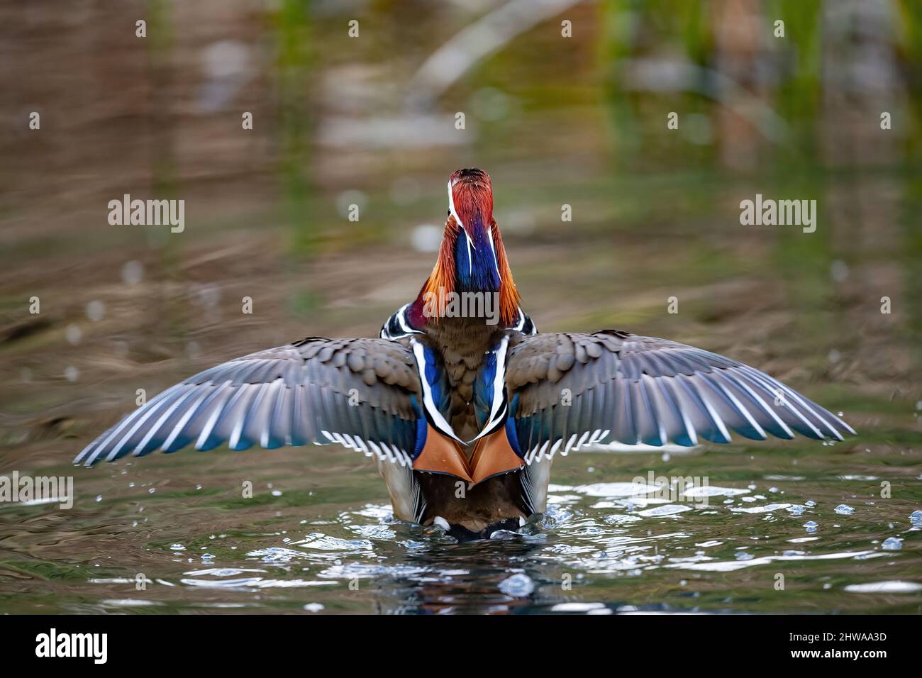 mandarin duck (Aix galericulata), drake fluttering in shallow water ...