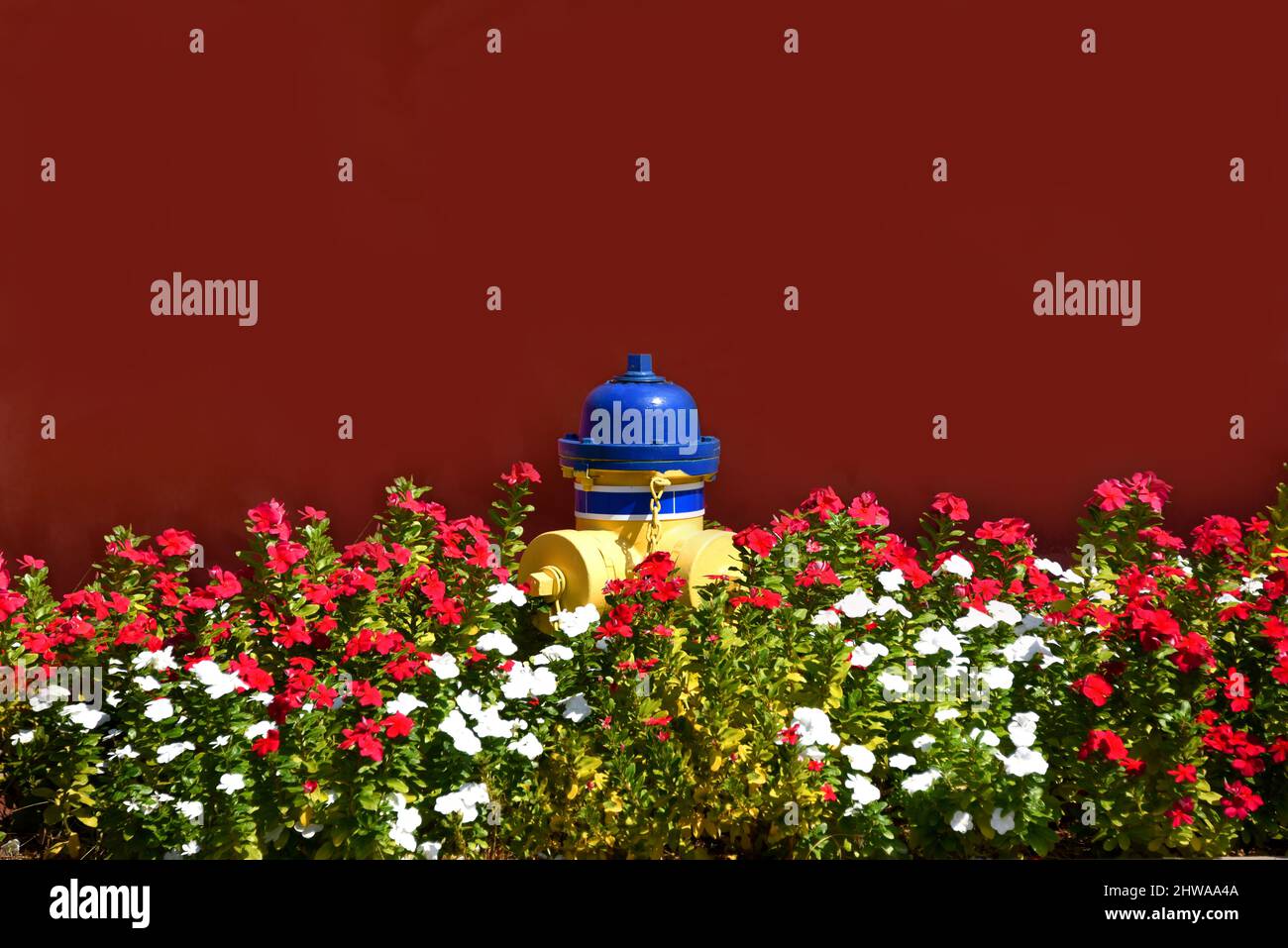 Thick stand of beautiful flowers surround colorful fire hydrant ...