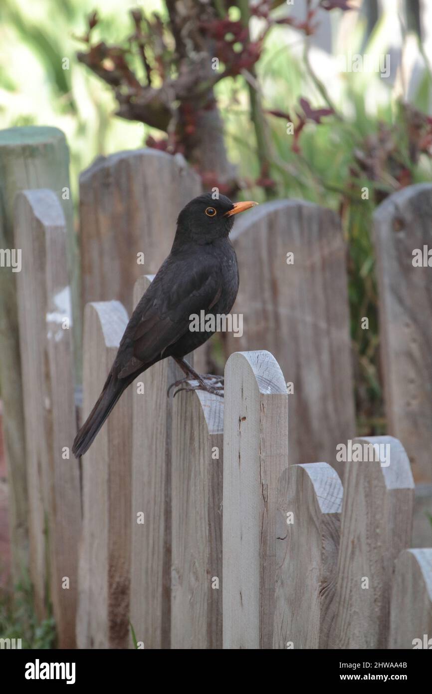 Common blackbird in the garden Stock Photo - Alamy