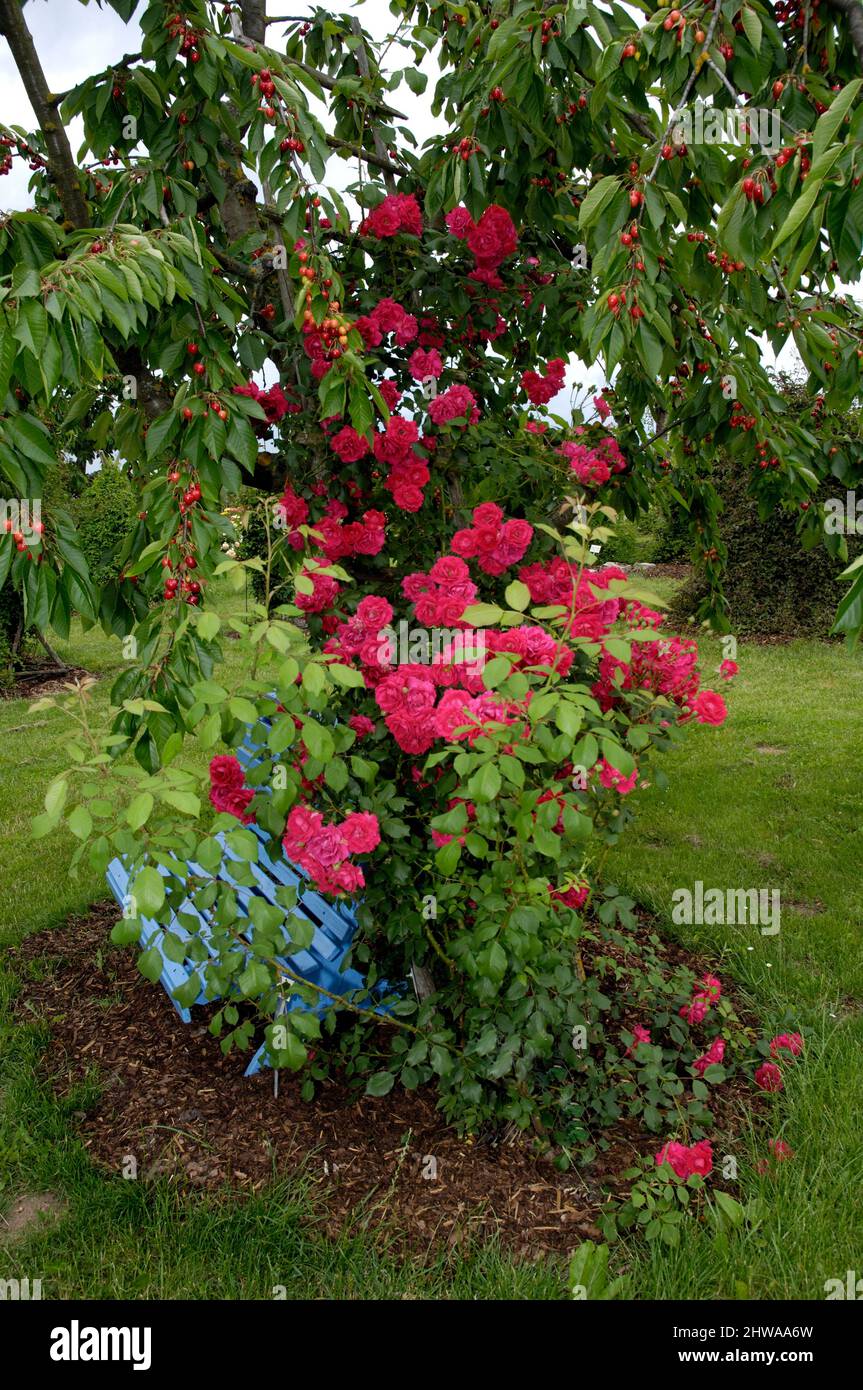 ornamental rose (Rosa 'Blaze Superior', Rosa Blaze Superior), climbing ...