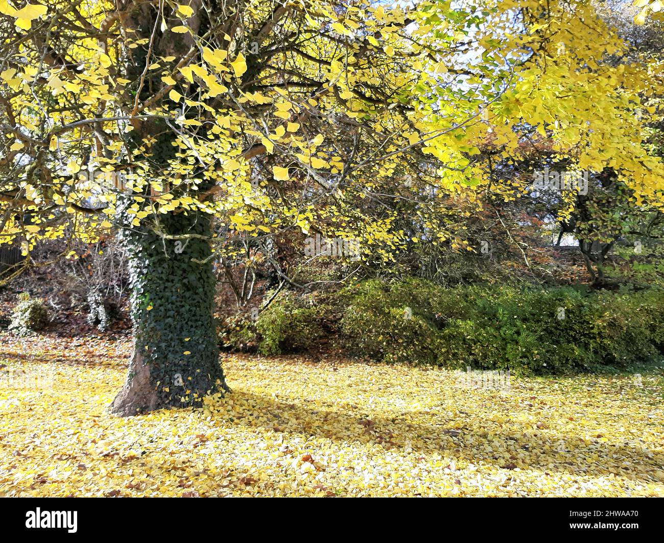 maidenhair tree, Ginkgo Tree, Gingko Tree, Ginko Tree (Ginkgo biloba), in autumn, Germany Stock ...