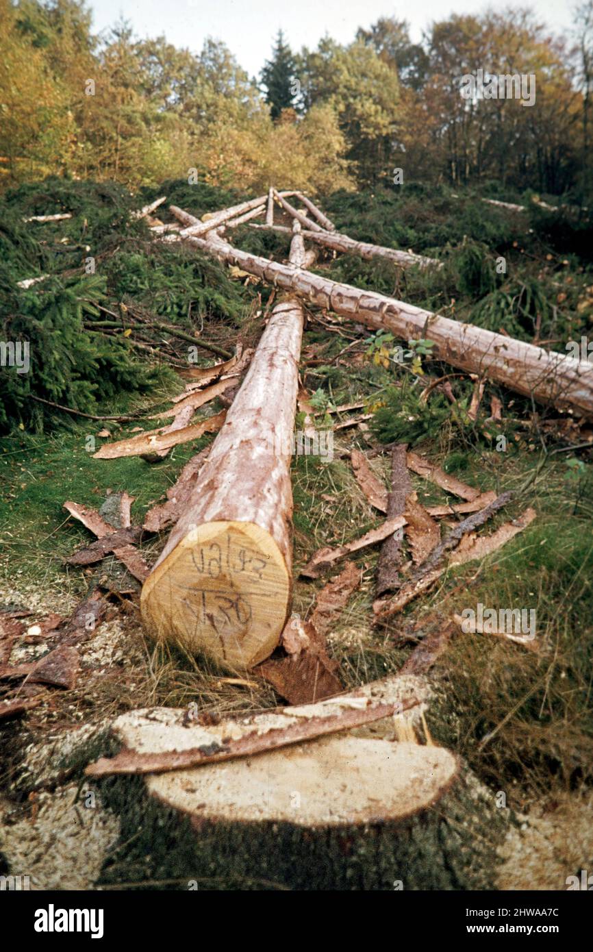 Norway spruce (Picea abies), chopped logs, Germany Stock Photo - Alamy