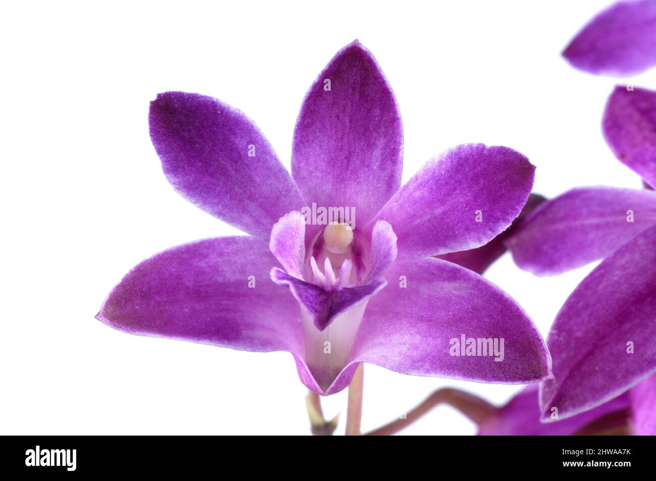 antelope orchid (Dendrobium 'Berry Oda', Dendrobium Berry Oda), flower ...