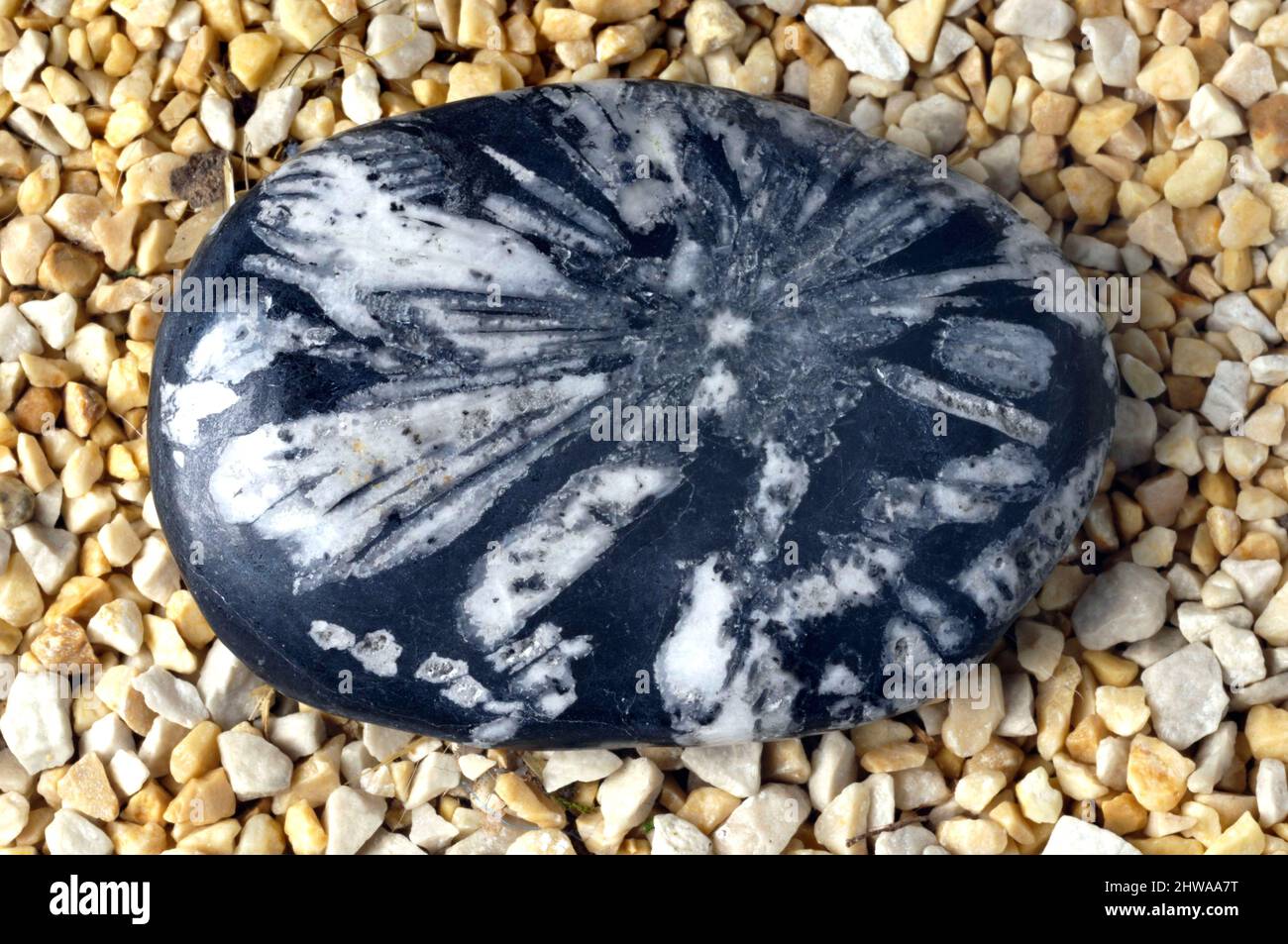 Crystal chrysanthemum hi-res stock photography and images - Alamy