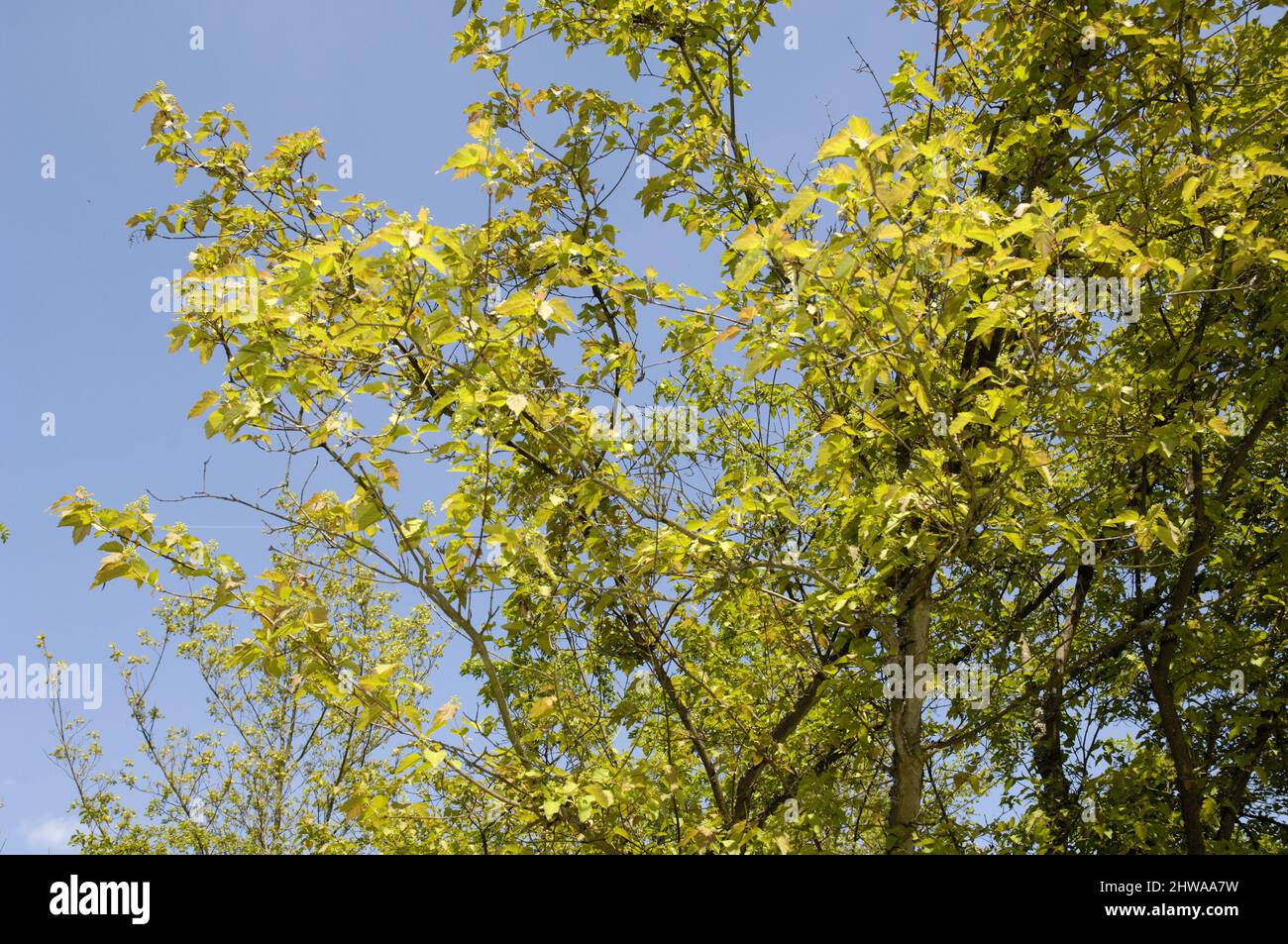 Hornbeam maple (Acer carpinifolium), branches Stock Photo - Alamy
