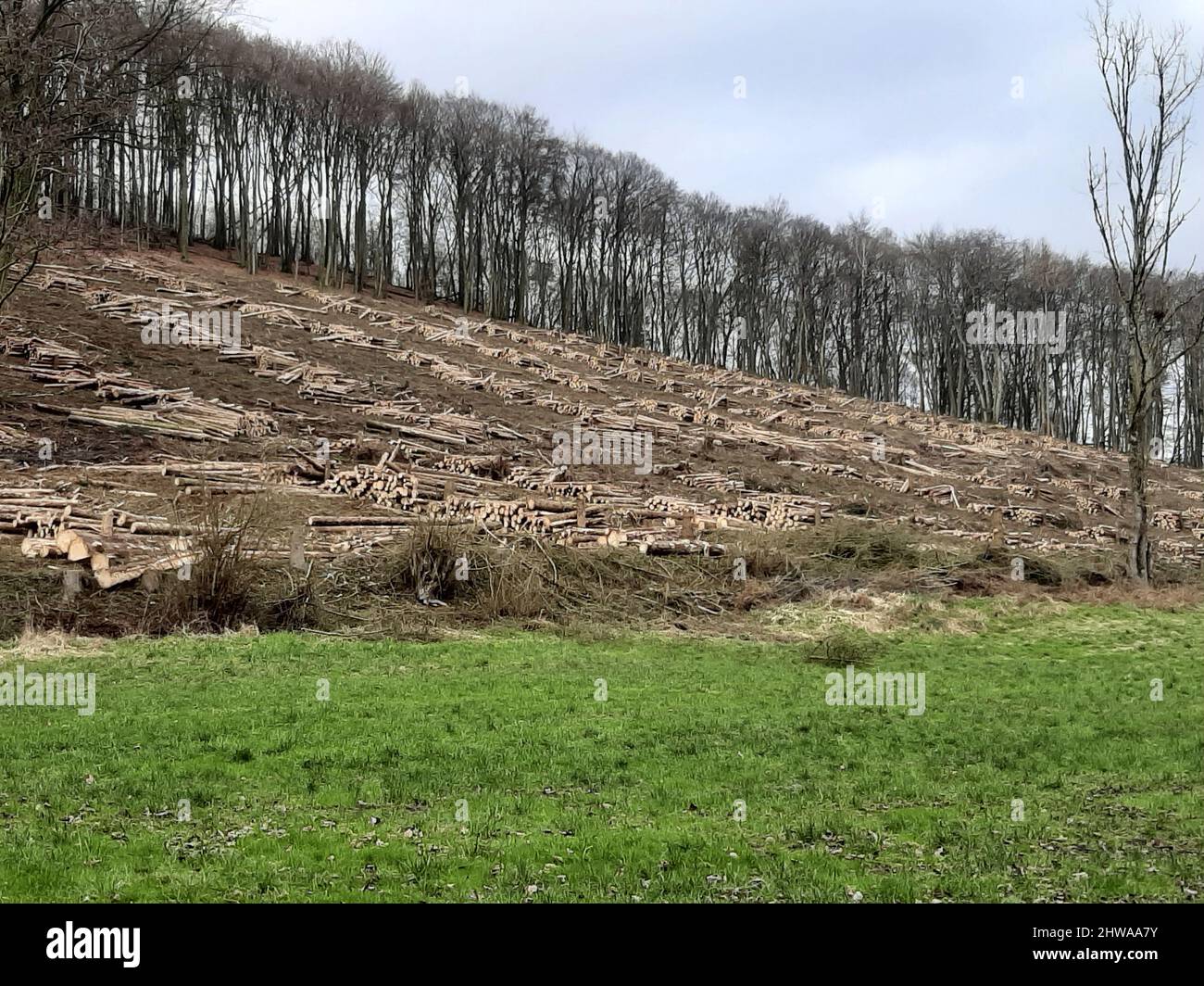 Norway spruce (Picea abies), deforested area with scuffled trunks on a ...
