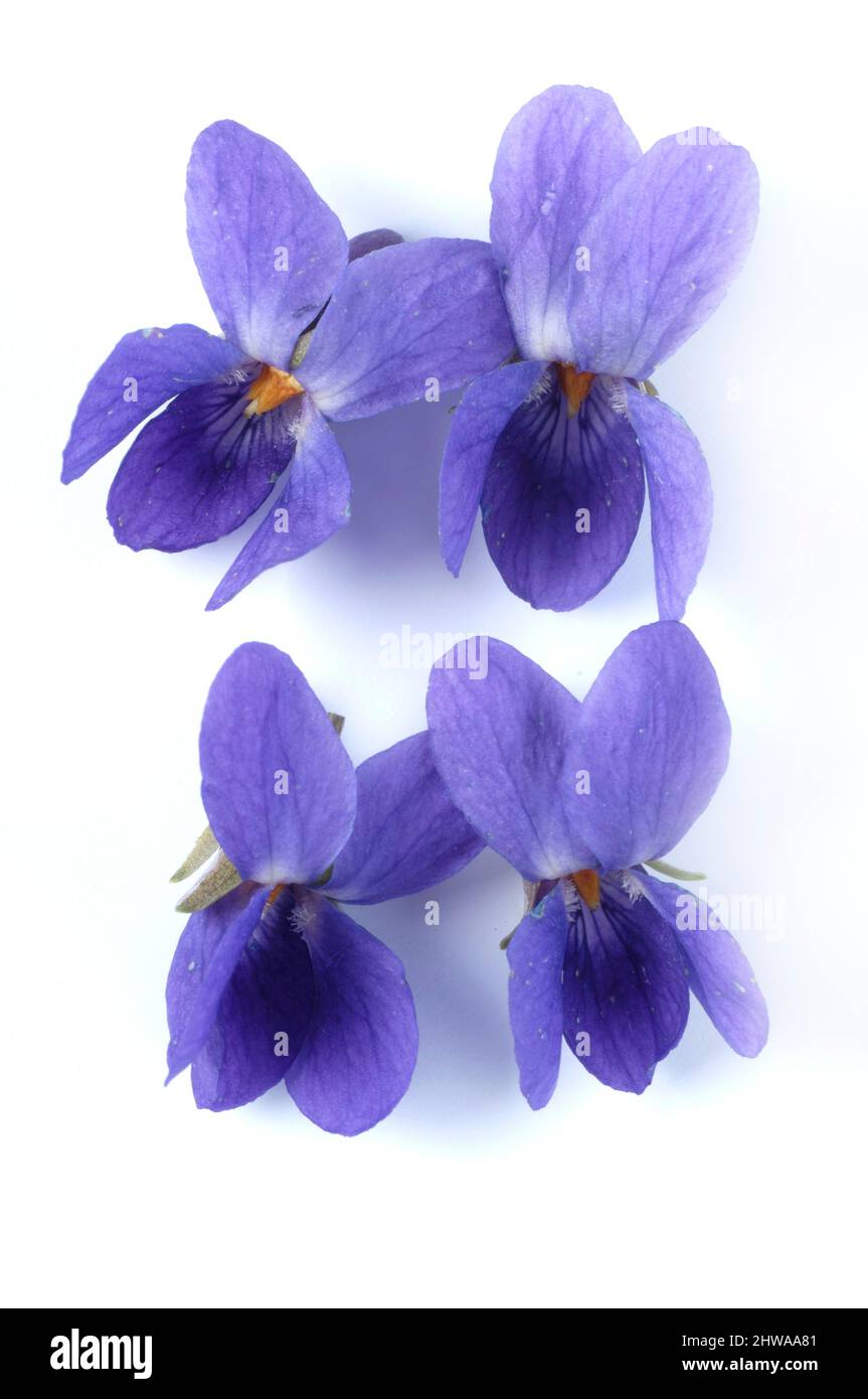 English violet, Sweet violet (Viola odorata), four flowers, cut out ...