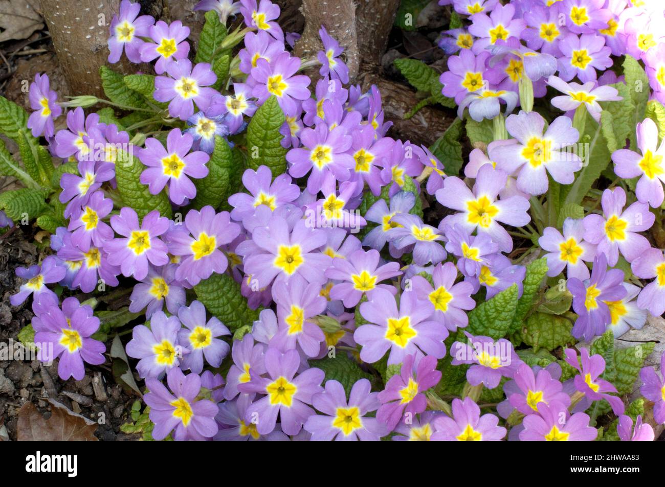 true English primrose (Primula acaulis, Primula vulgaris), blooming ...