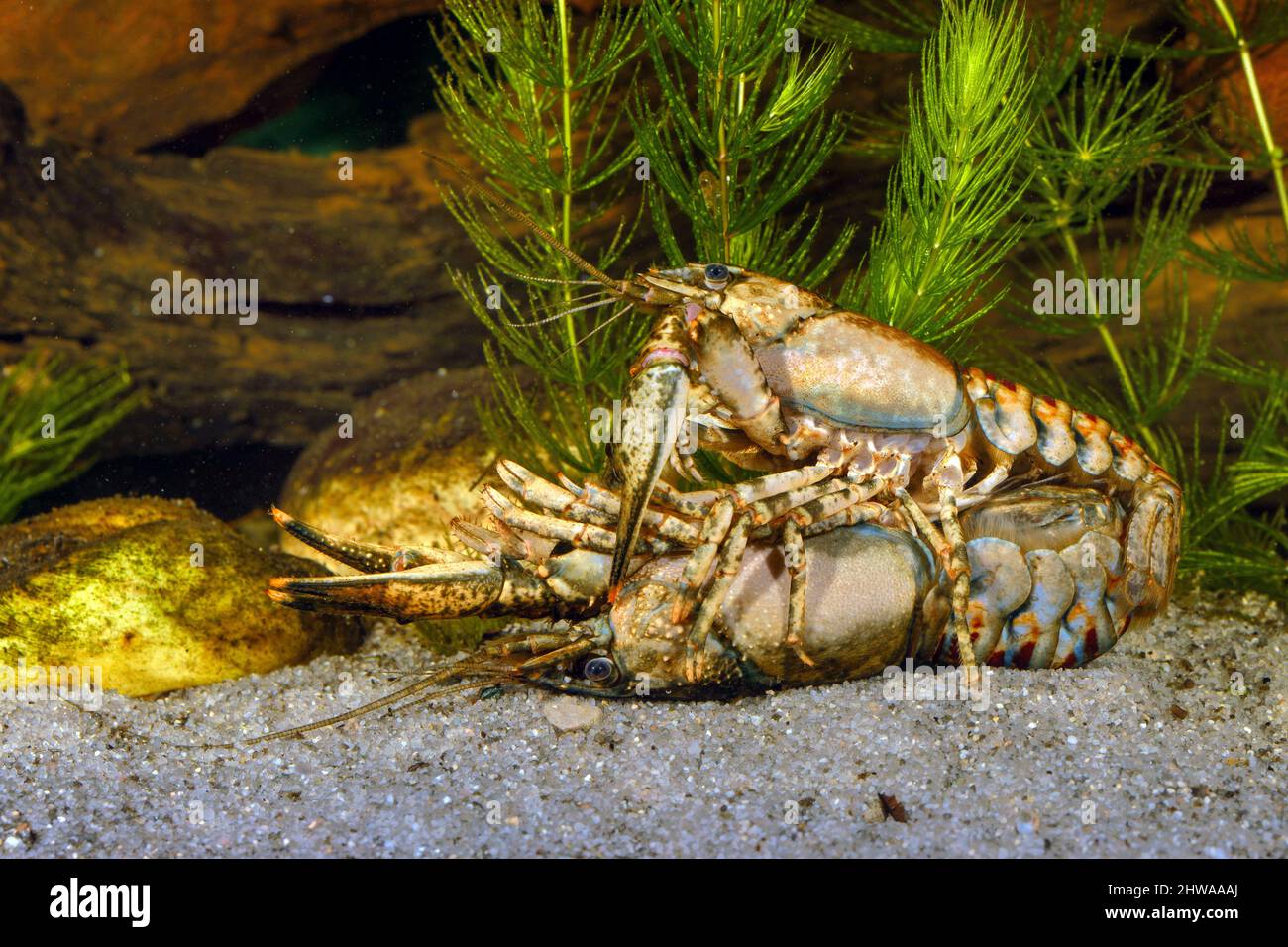 American females hi-res stock photography and images - Alamy