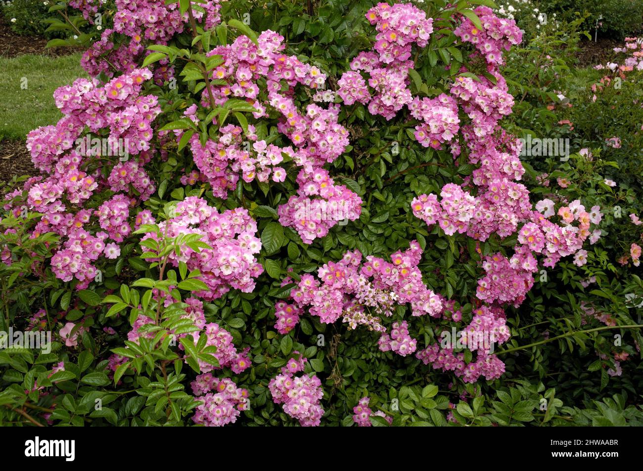 ornamental rose (Rosa 'Maria Lisa', Rosa Maria Lisa), climbing rose of ...