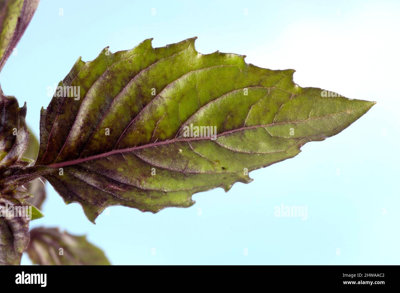 sweet basil (Ocimum basilicum 'Magic Blue', Ocimum basilicum Magic Blue ...