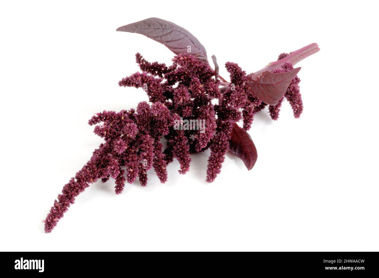 Prince-of-Wales feather, prince's-feather (Amaranthus hypochondriacus ...