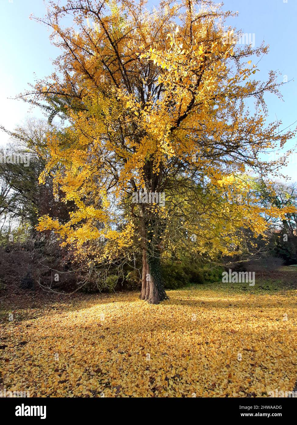 maidenhair tree, Ginkgo Tree, Gingko Tree, Ginko Tree (Ginkgo biloba ...