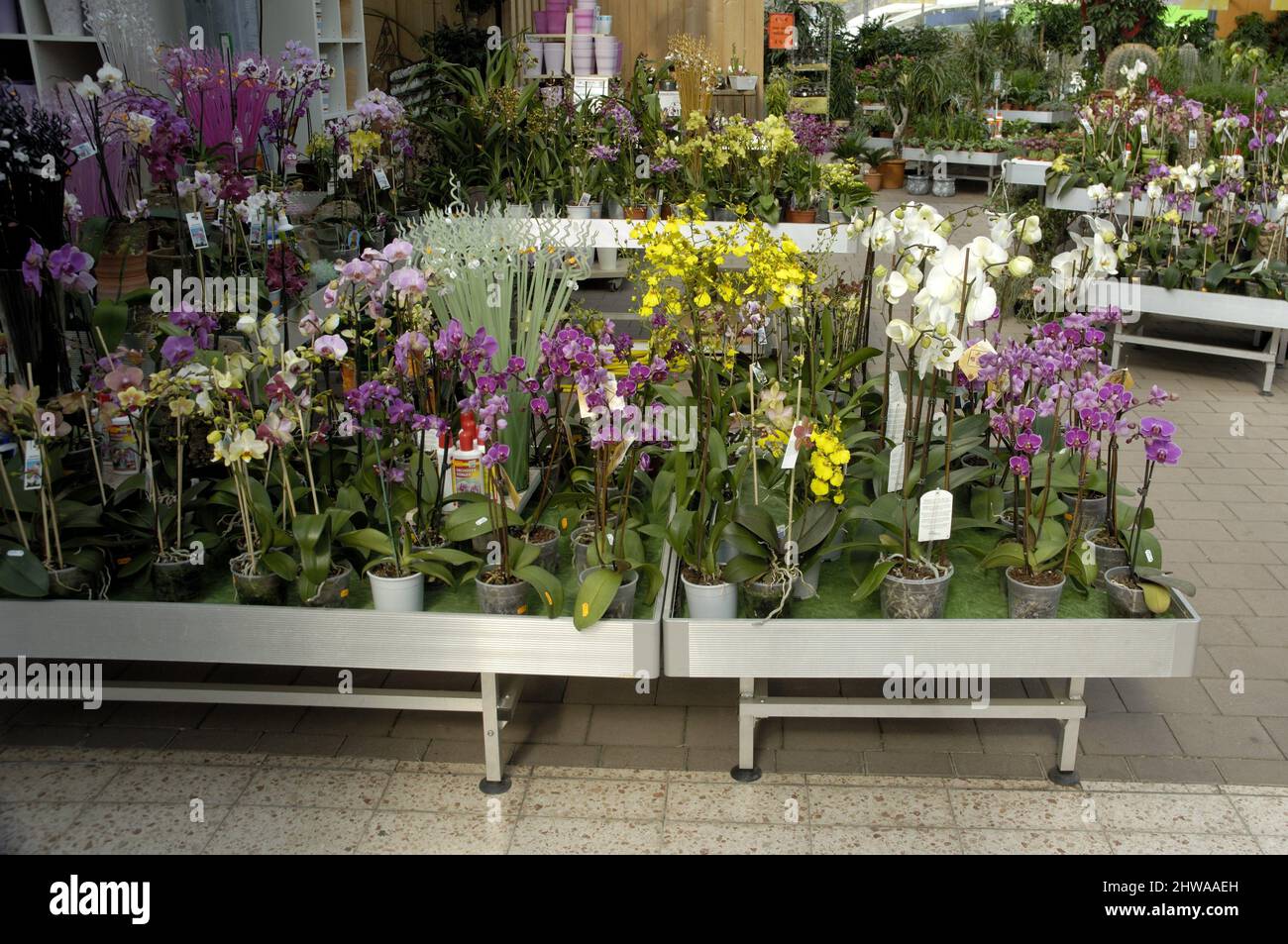 Orchids in a garden center, Germany Stock Photo - Alamy