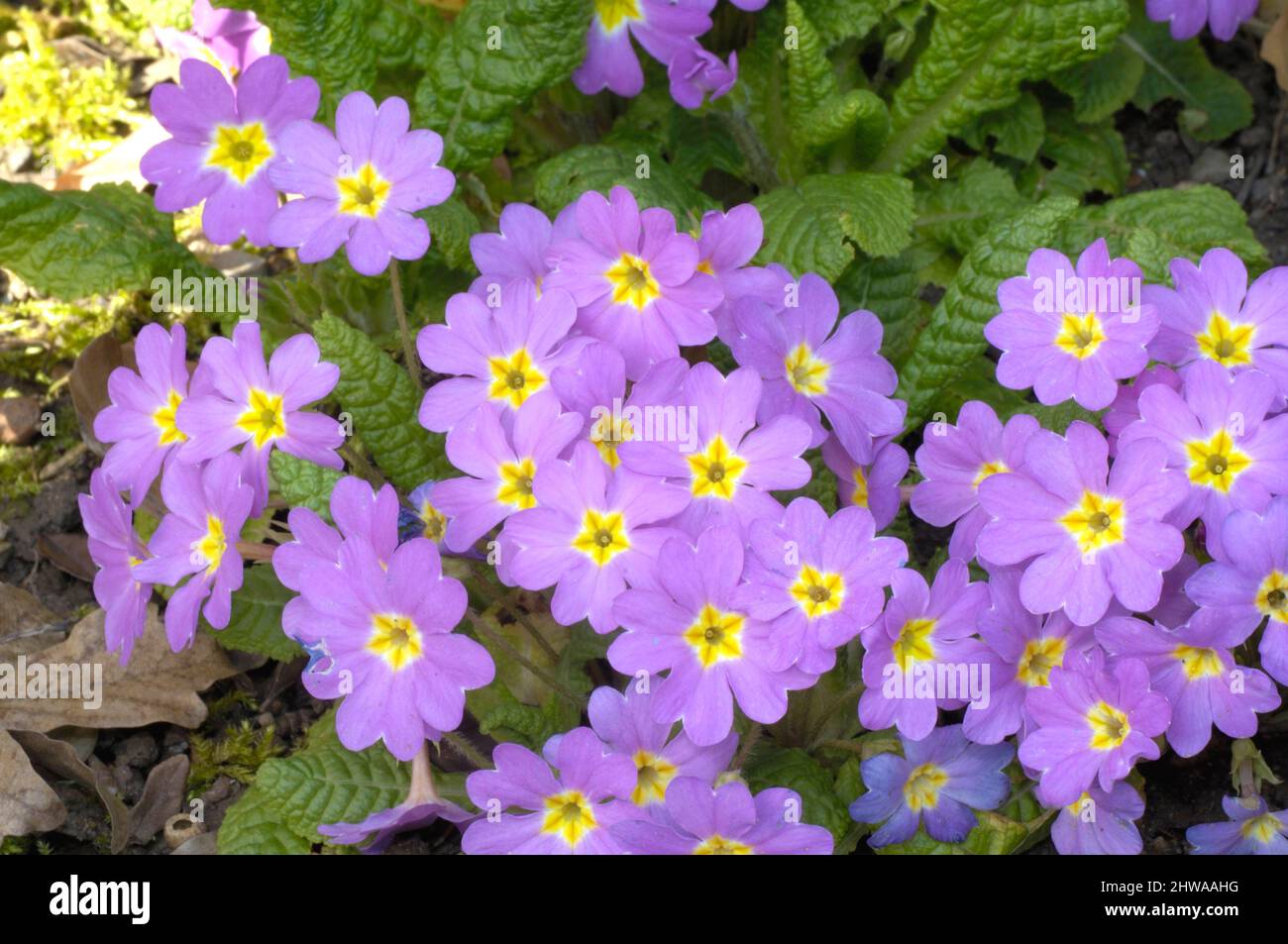 true English primrose (Primula acaulis, Primula vulgaris), blooming ...