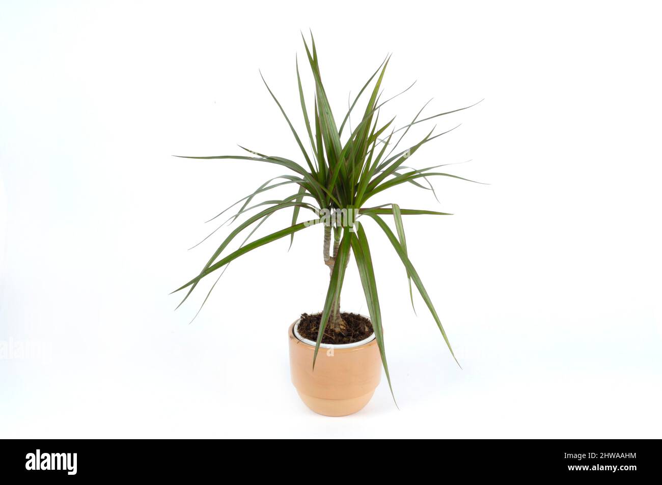 dragon tree (Dracaena marginata), potted plant, cut out Stock Photo - Alamy