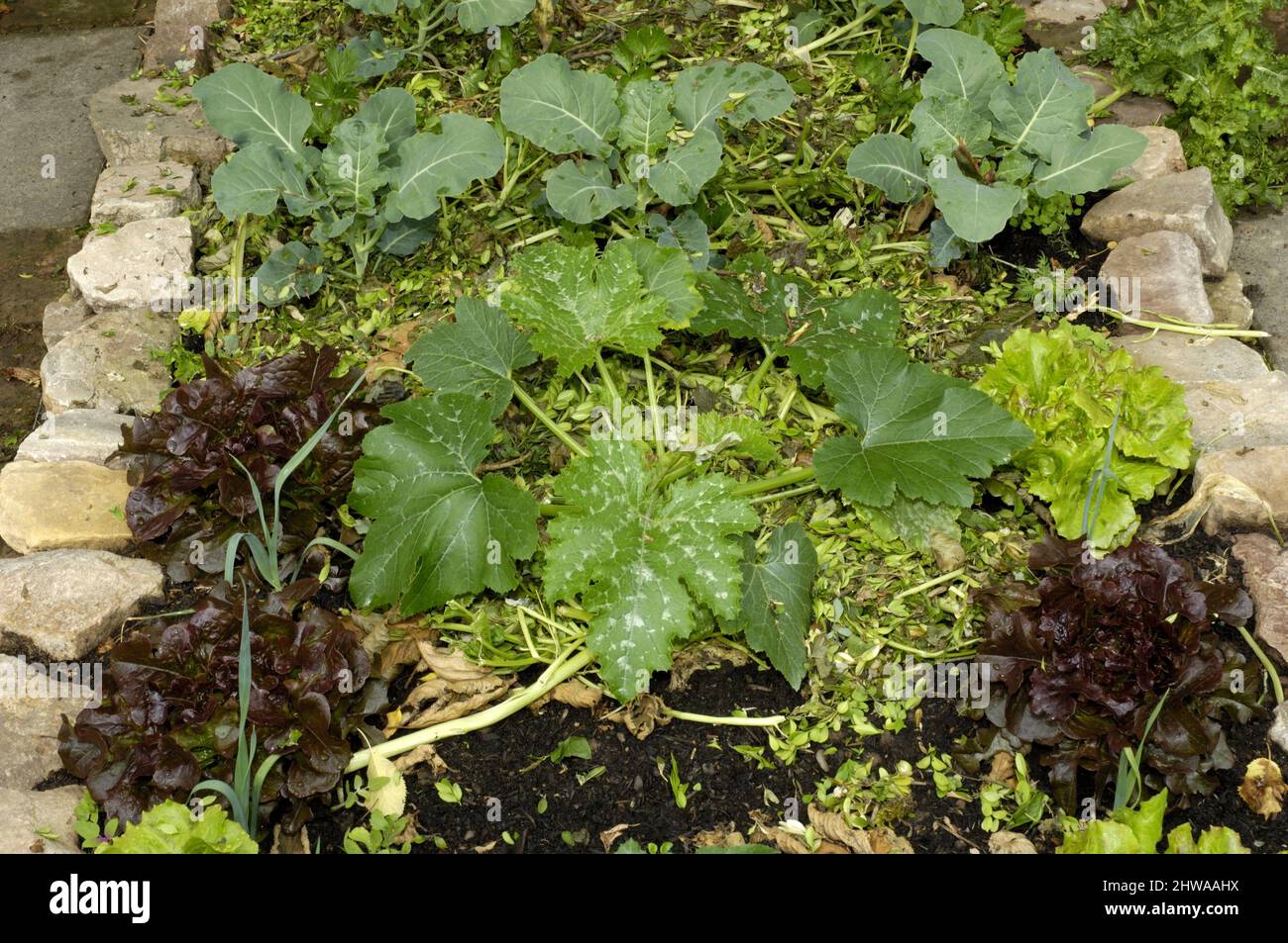 vegetable bed with lettuce, cabbage and courgette, mulched Stock Photo ...