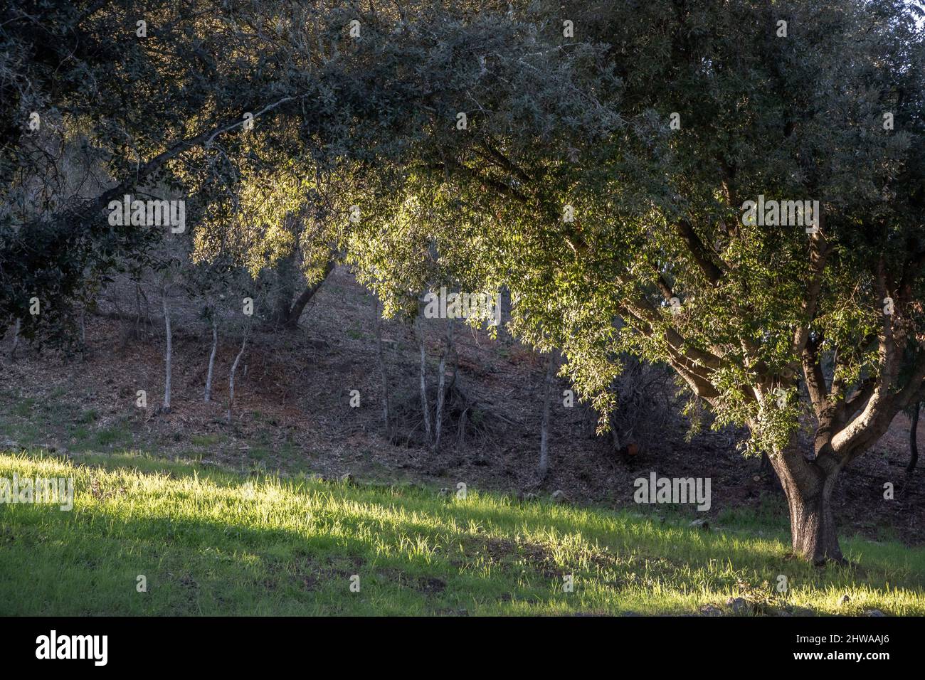 An oak tree at the entrance to Tilden Park in Berkeley, California ...