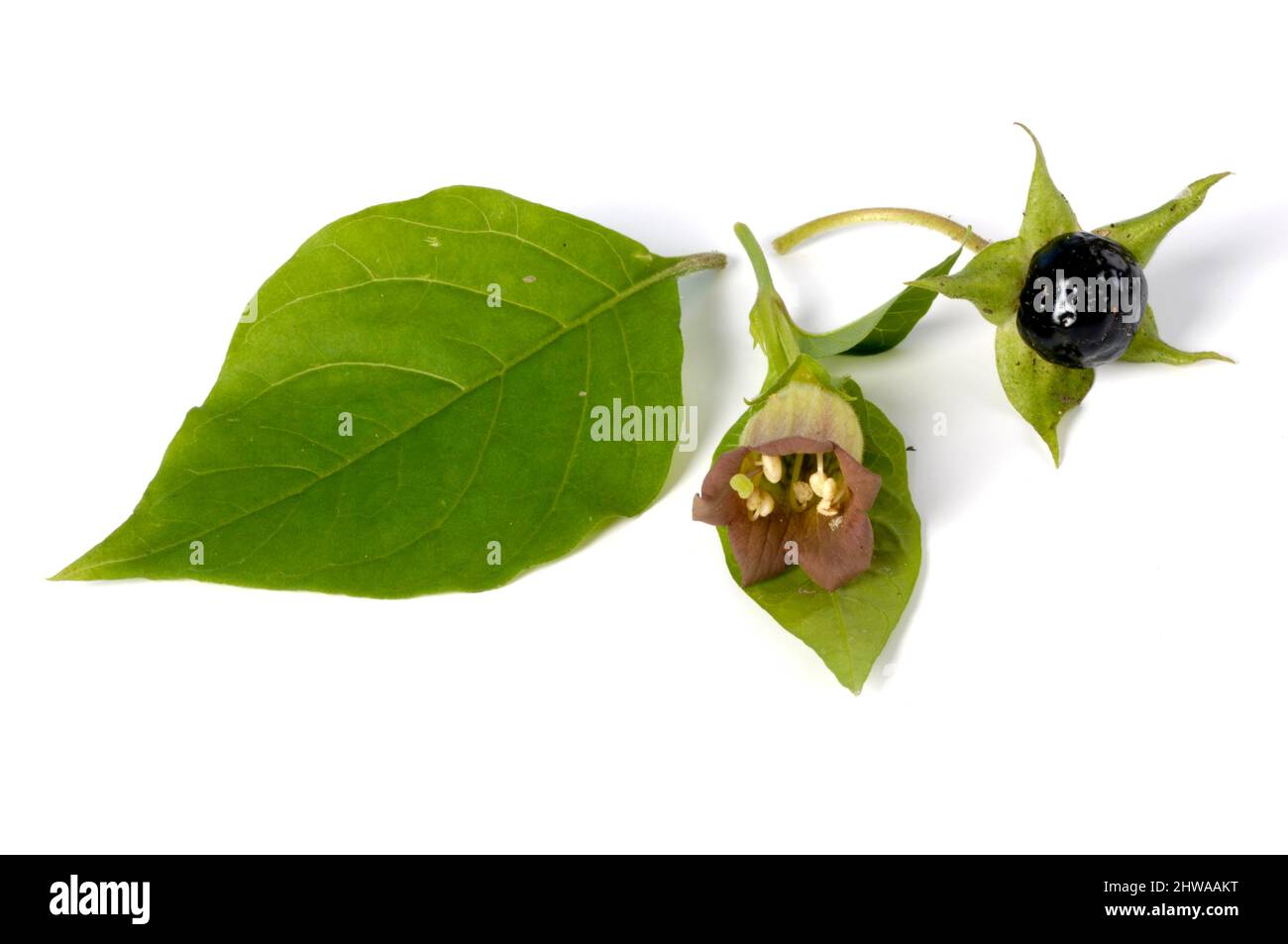 Nightshade Flower