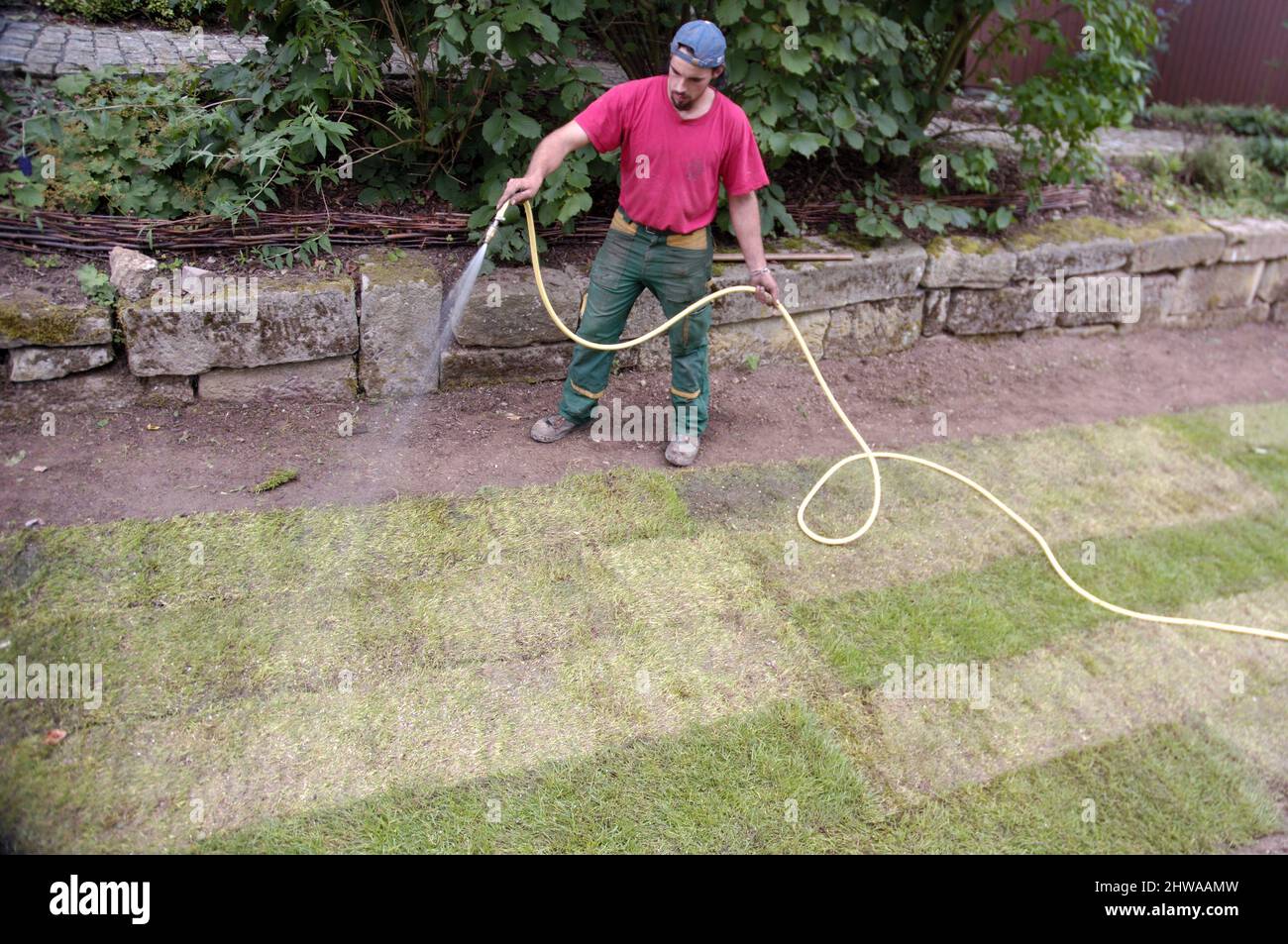 Laying of rolled sod, watering, Germany Stock Photo - Alamy