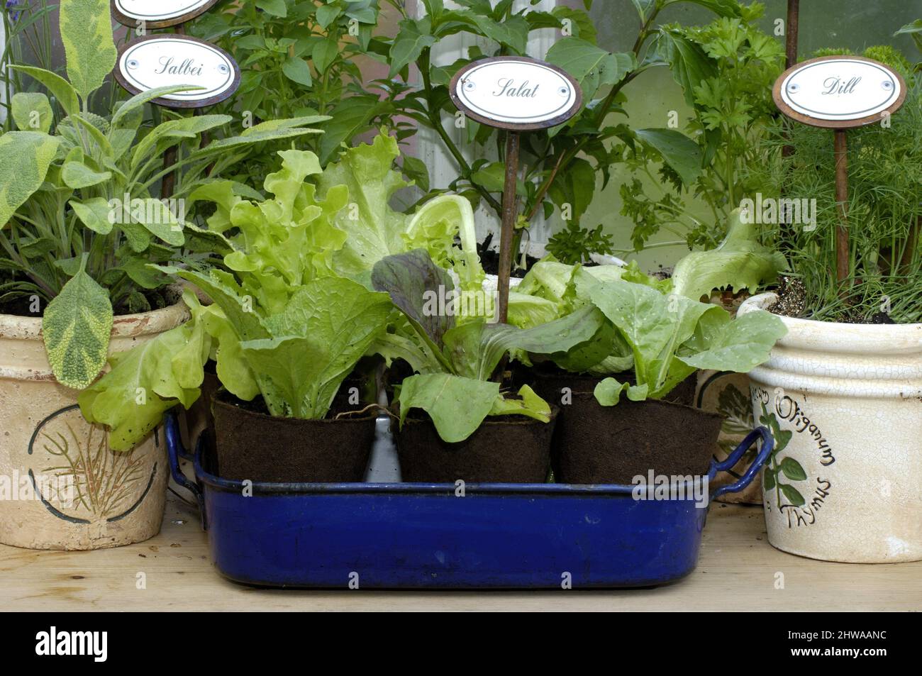 ledge with several herbs and young vegetable plants, Germany Stock ...