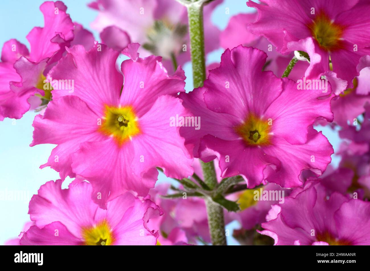 Fairy primrose (Primula malacoides), blooming, cut out Stock Photo - Alamy