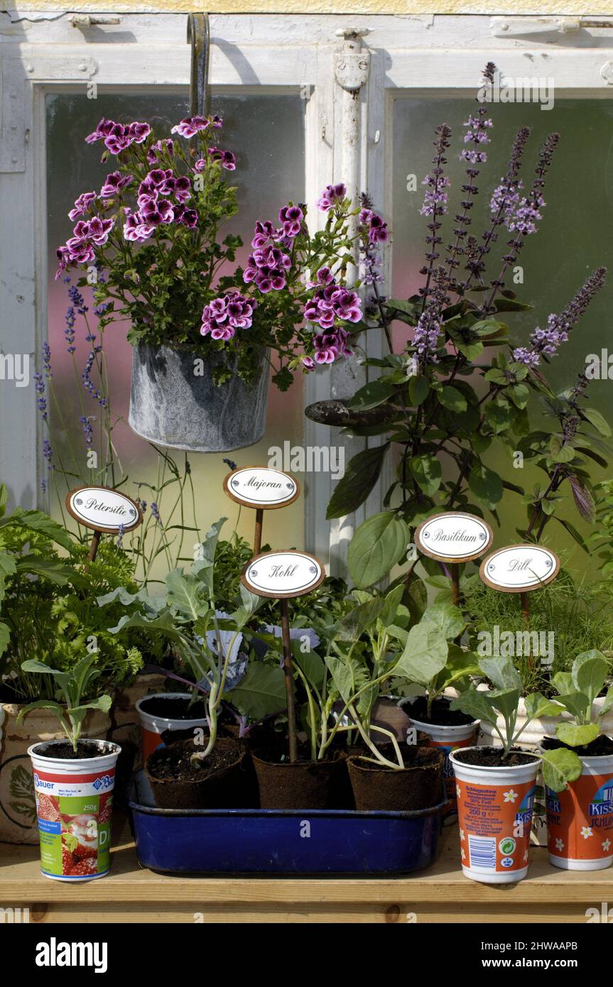 ledge with several herbs and young vegetable plants , Germany Stock ...