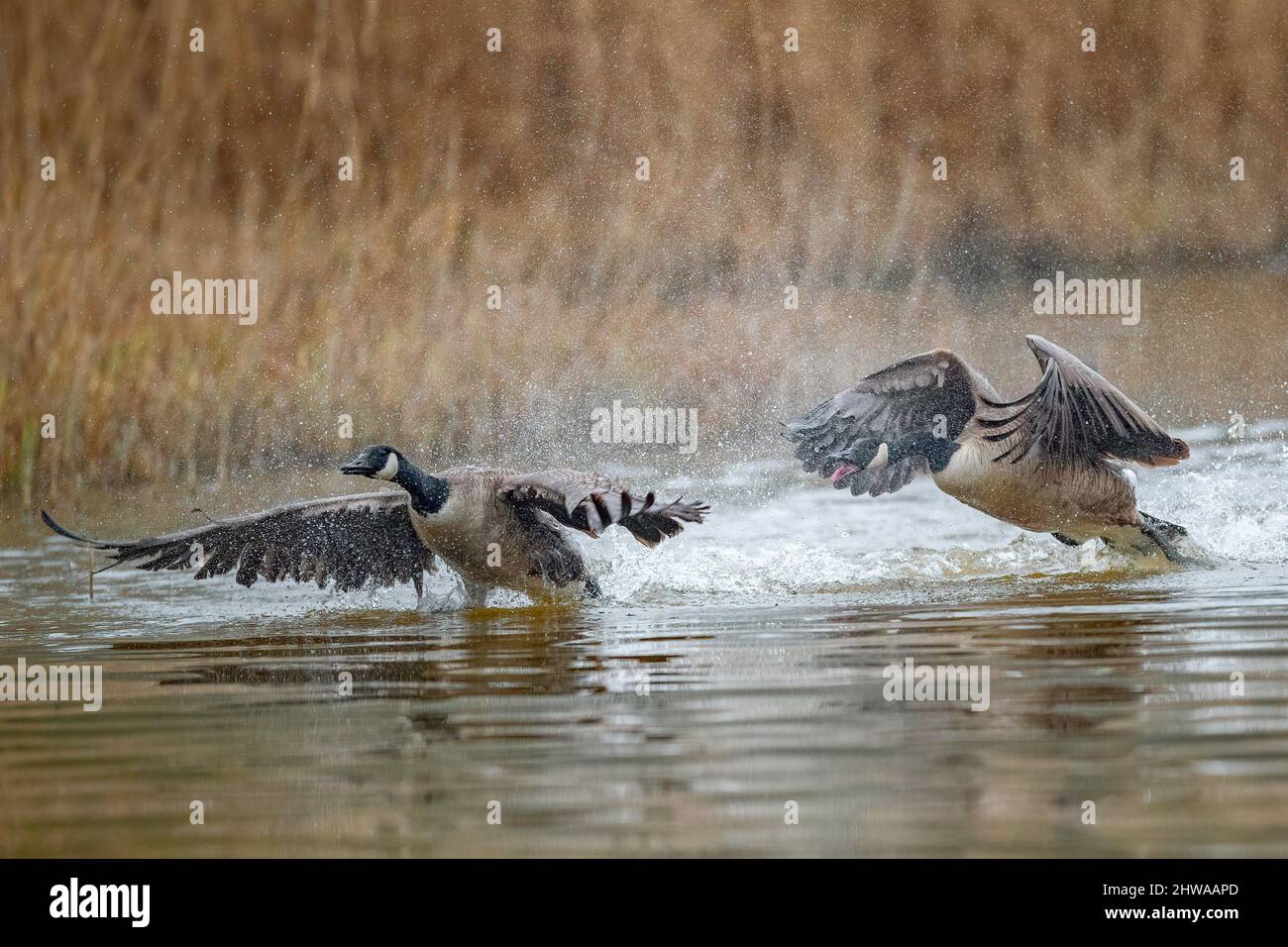 Canada goose (Branta canadensis), Two Canada geese fighting, Germany ...