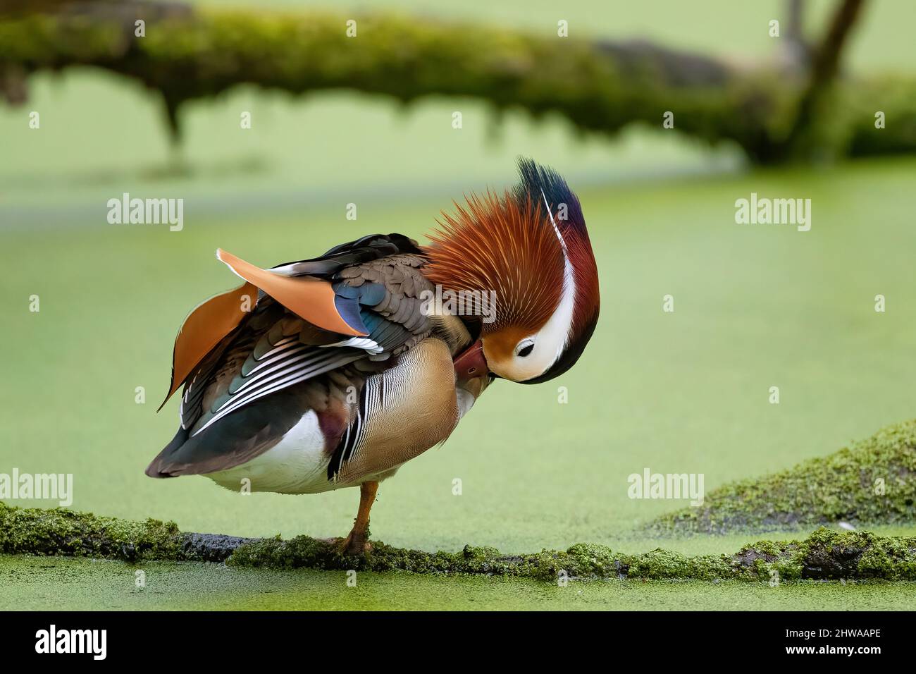 mandarin duck (Aix galericulata), drake stands on a branch in a pond ...