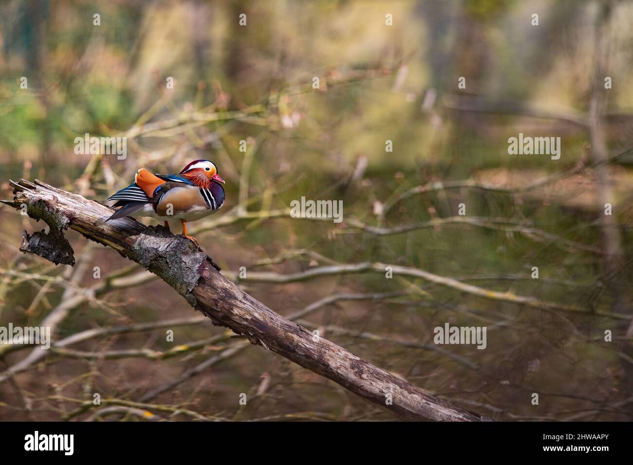 mandarin duck (Aix galericulata), drake perching on a dead tree trunk ...