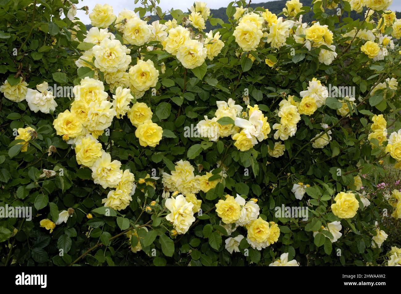 ornamental rose (Rosa 'Golden Gate', Rosa Golden Gate), climbing rose ...