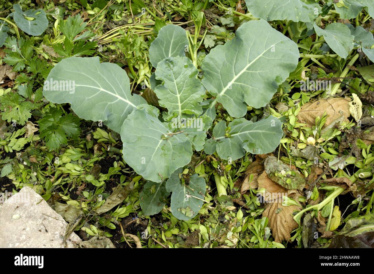 vegetable bed cabbage, mulched Stock Photo - Alamy