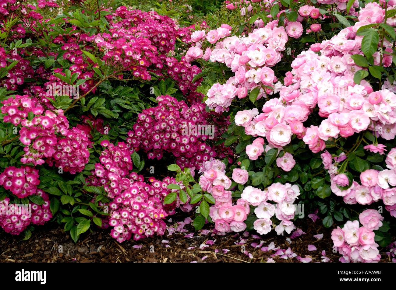 ornamental rose (Rosa spec.), roses of cultivar Red Yesterday and ...