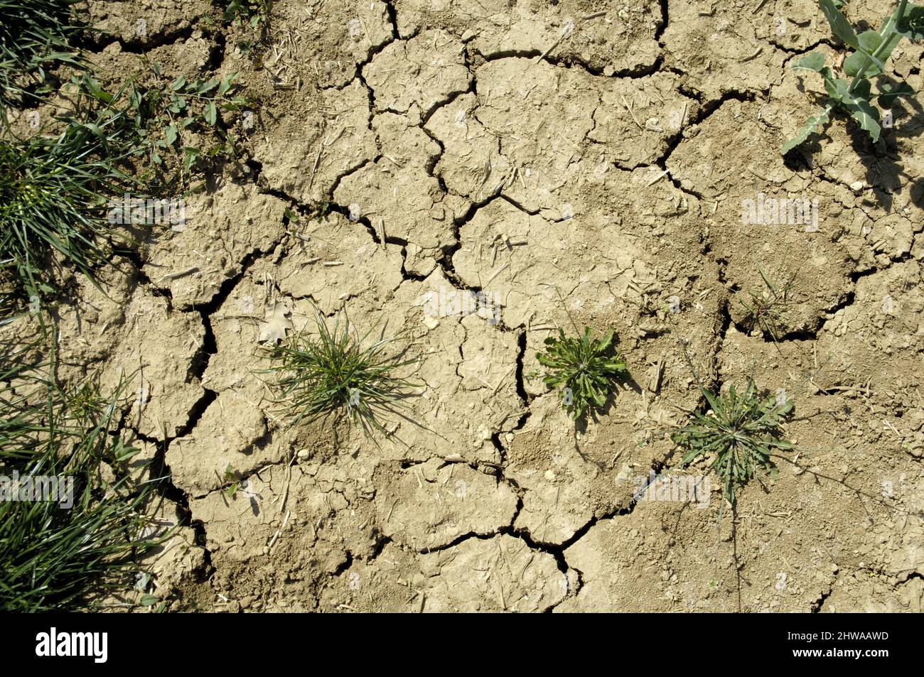 cracks after dryness in a cultivated land, Germany, Bavaria Stock Photo ...