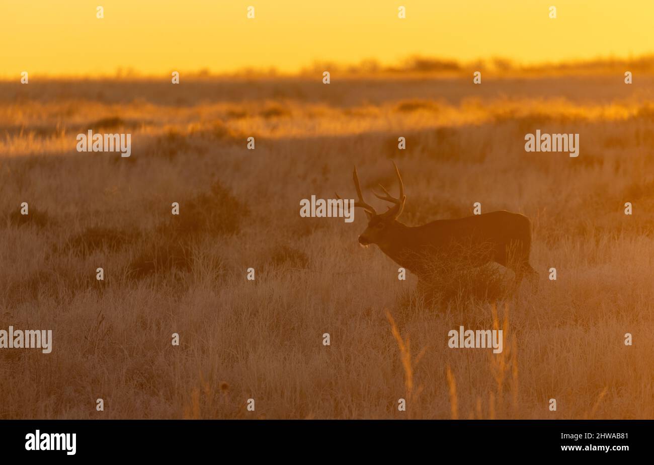 Mule Deer Buck During the Rut in Autumn in Colorado Stock Photo - Alamy
