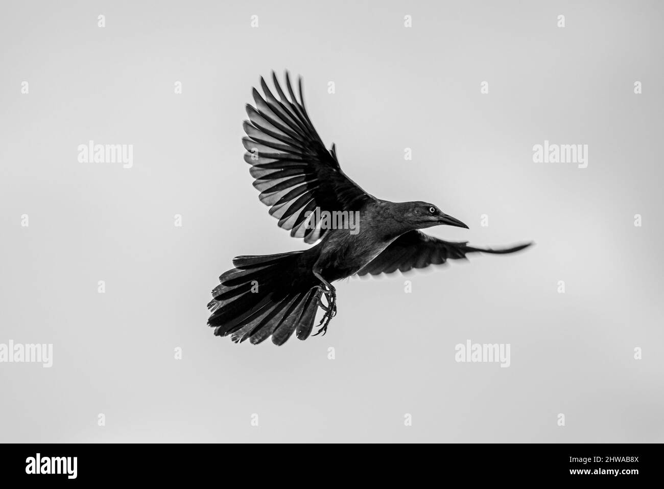 Raven mid flight hi-res stock photography and images - Alamy